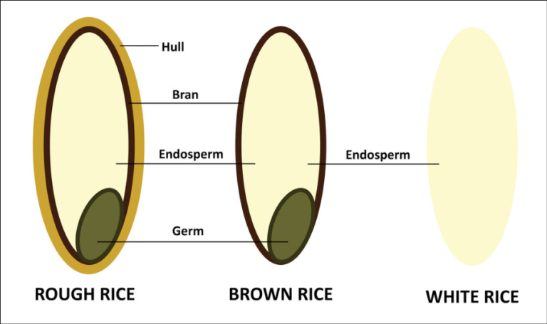 The Best Type of Rice: A Guide to Knowing Rice Varieties - My Kitchendom
